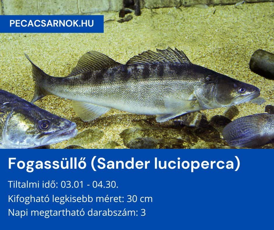 Ezekre a halakra kezdődik a tilalom március 1-től – Pecacsarnok.hu